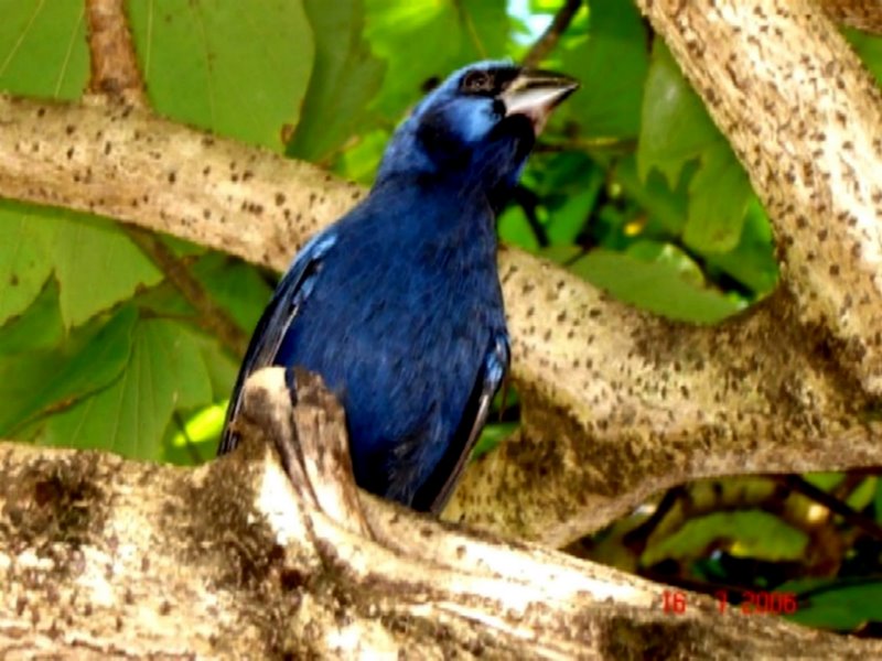 REDE Os Verdes de Comunicação: Ambientalista alerta -"A extinção do ...